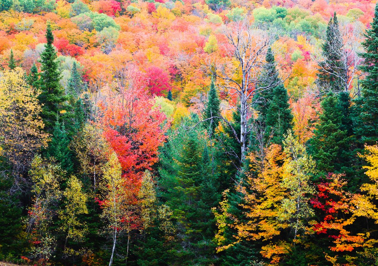 Foliage in lombardia, dove vivere la magia delle foglie in autunno