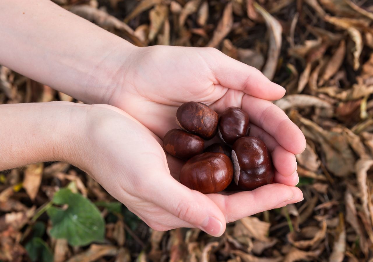 Raccogliere castagne con i bambini: consigli e idee da vivere nel bosco
